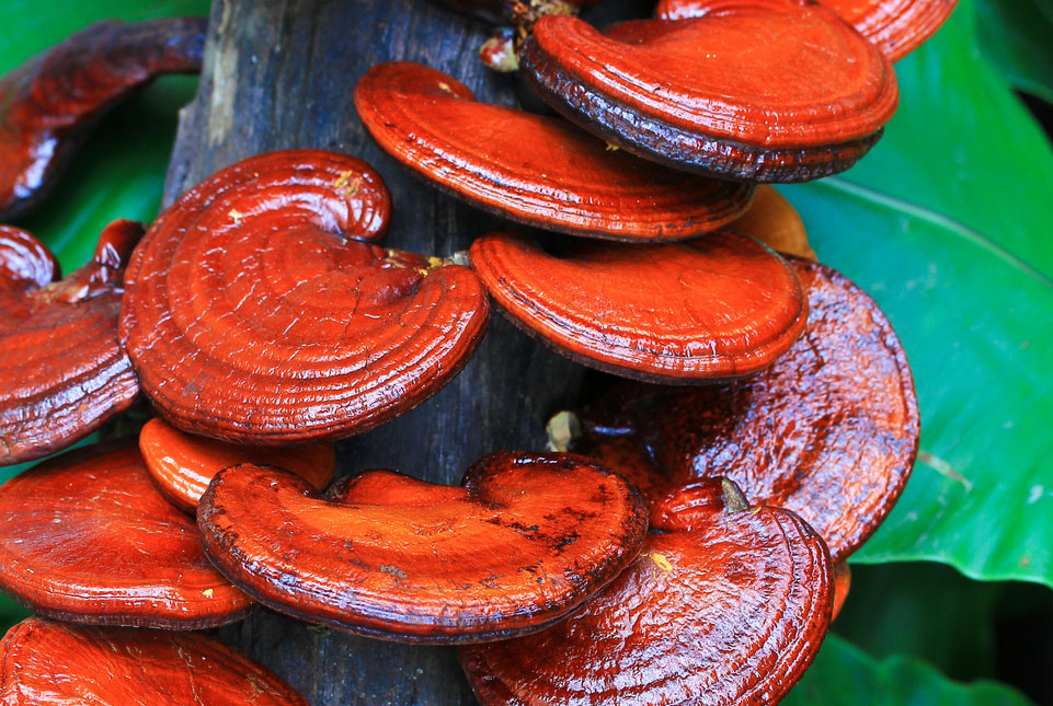 EL GANODERMA LUCIDUM UN SECRETO DE LOS EMPERADORES ~ DXN Riqueza y ...