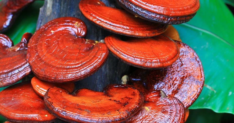 EL GANODERMA LUCIDUM UN SECRETO DE LOS EMPERADORES ~ DXN Riqueza y ...