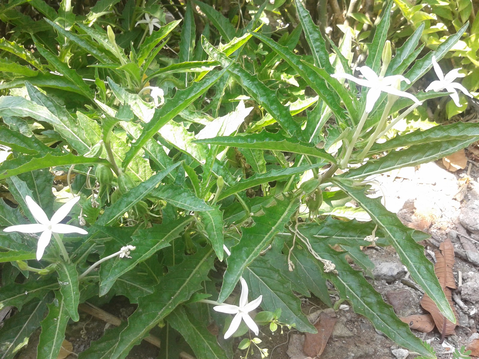 Good Plants: Kitolod As Herbal Medicine