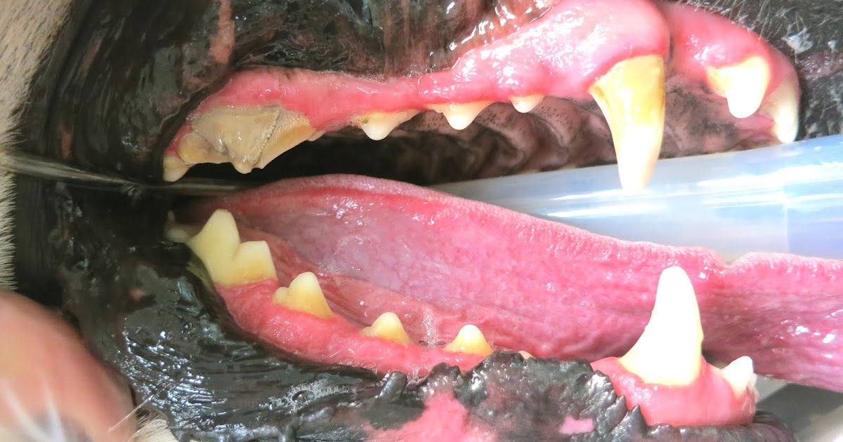 Days at Foothills Animal Hospital: Slab fractures