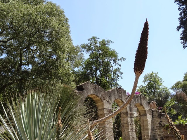 Jacques Huber and the Amazonian Botany