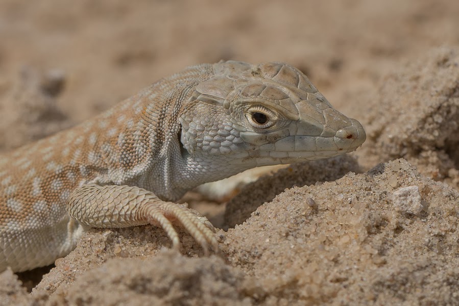 Birds of Saudi Arabia: Schmidt's Fringed-toed Lizard – Sabkhat Al Fasl