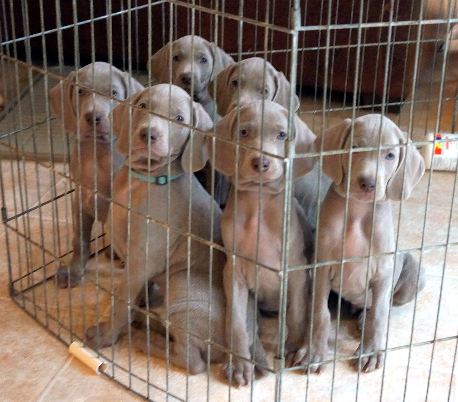 RoseWin Weimaraners: ROSEWIN PUPPY PACK 8 weeks old from CERVELO / LILY LITTER Jan 2012