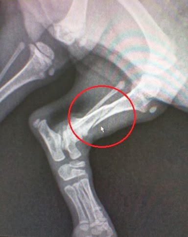 VeteriSilvia: Fracture in a 9 weeks old puppy/fractura en cachorro de 9 ...