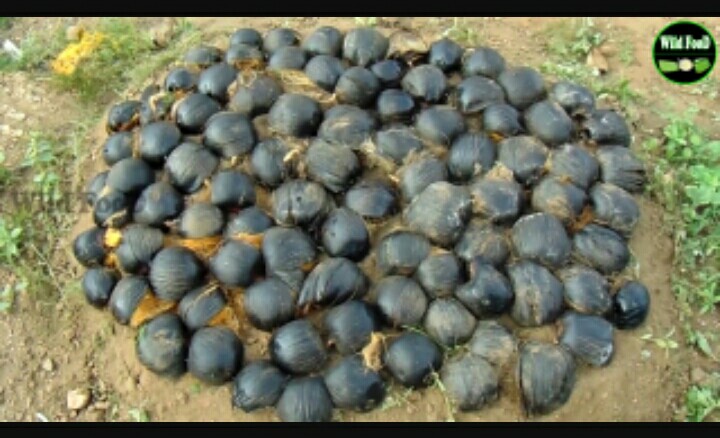 NATURE AND FARMING: PALM TREE USES