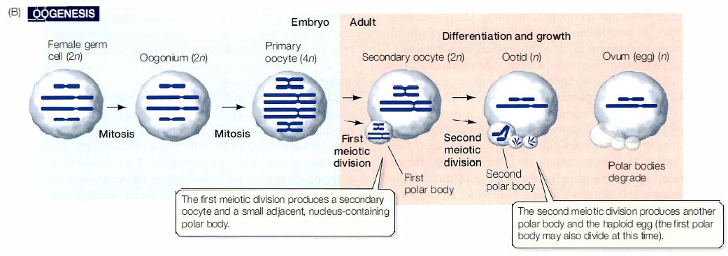 .: Oogenesis