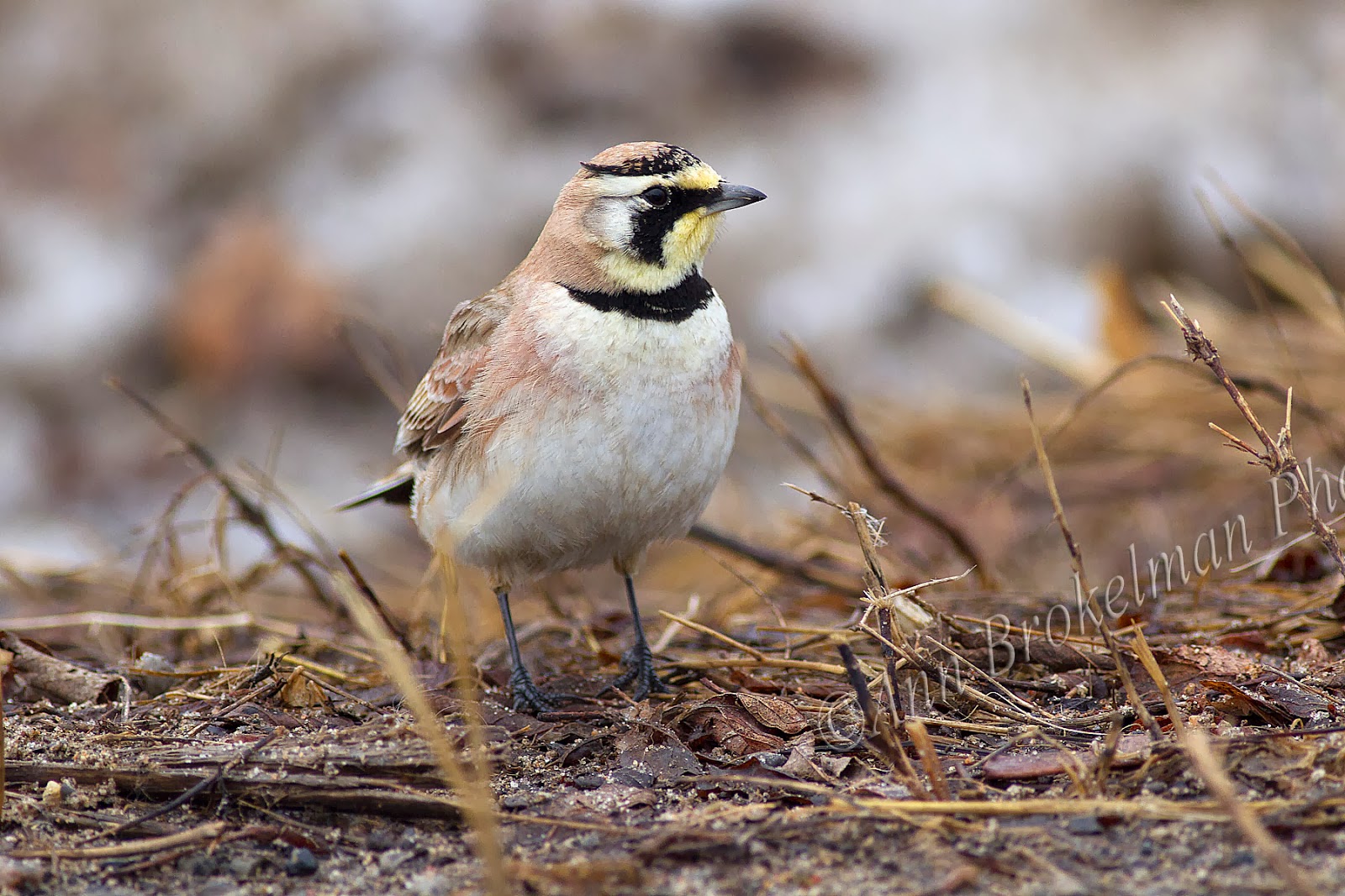 Ann Brokelman Photography: Horned Lark in Whitby March , 2014