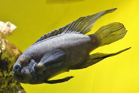 Japan of hope and safety 原子力緊急事態宣言: Biological monitoring in Tokyo ...