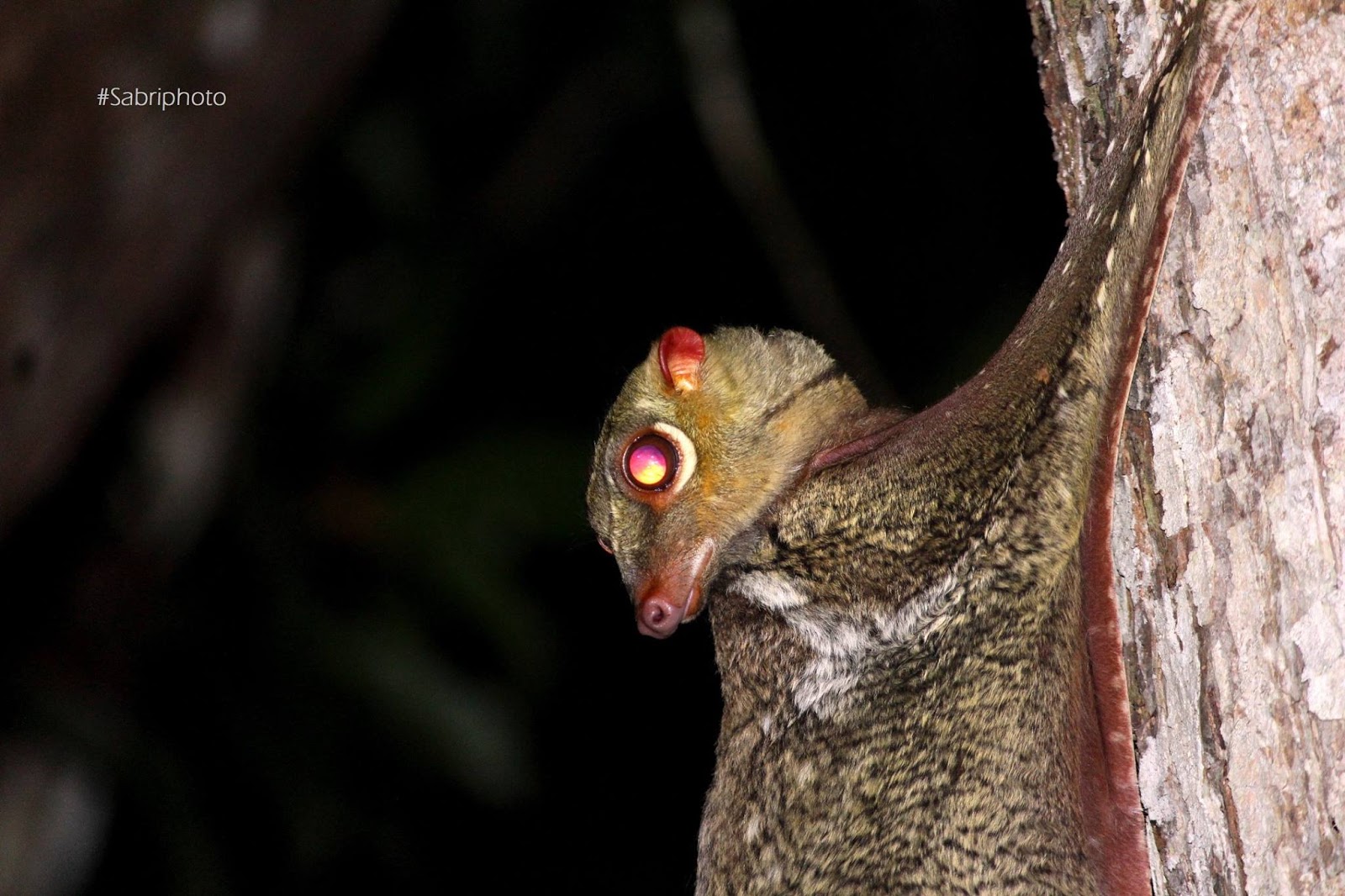 BIRD GROUP TAMAN NEGARA: Taman Negara Flying Lemur (Glider)