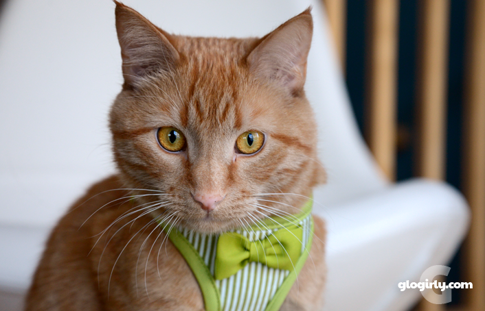 GLOGIRLY: A Cat & His Leprechaun Dreams