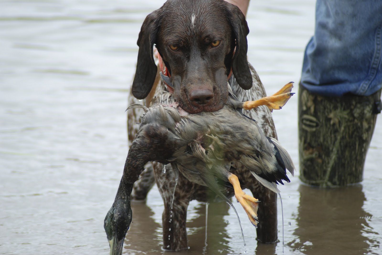Adventures of a GSP Hunting Dog: The Week in Review