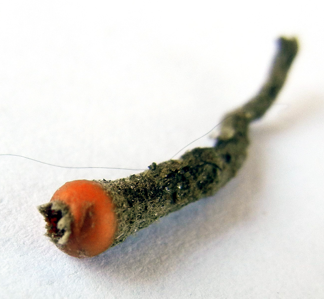 Weird and Wonderful Wild Mushrooms: A Silver Lining to a Dog Owner’s ...