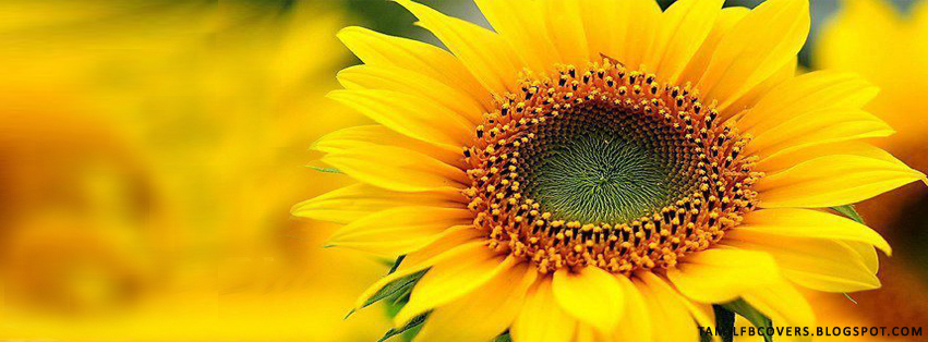 My India FB Covers: Bright sunflower - Flower FB Cover