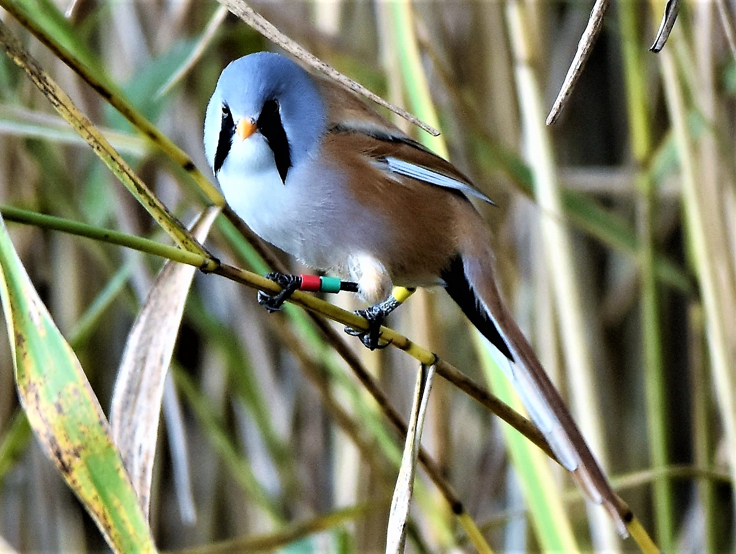 Andrew Robin photography.: Bearded Reedling (Male)