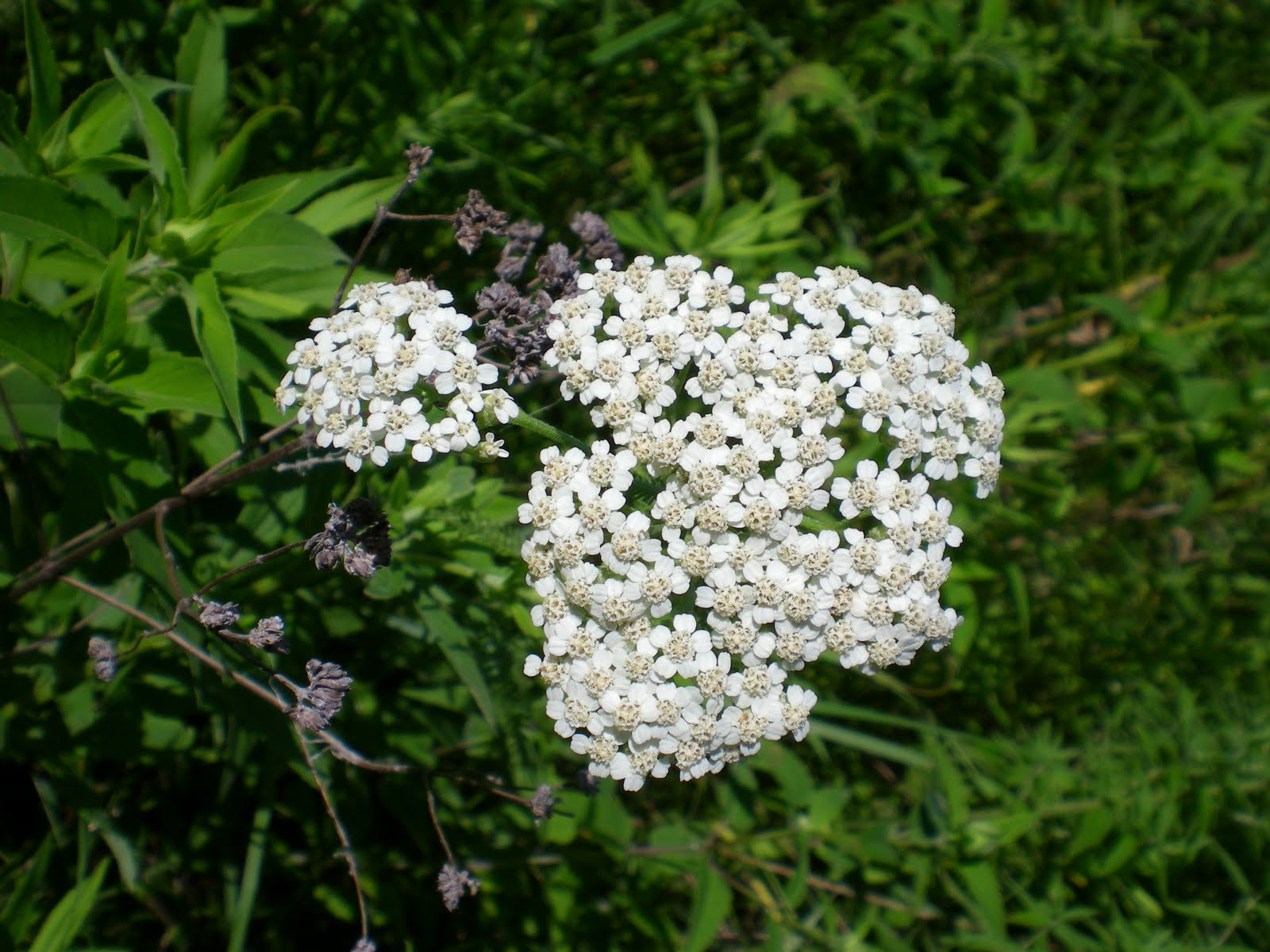 Practical Biology: science for everyone: Iowa Tallgrass Prairie summer ...