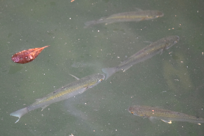 Singapore Wild Animals: Mullets