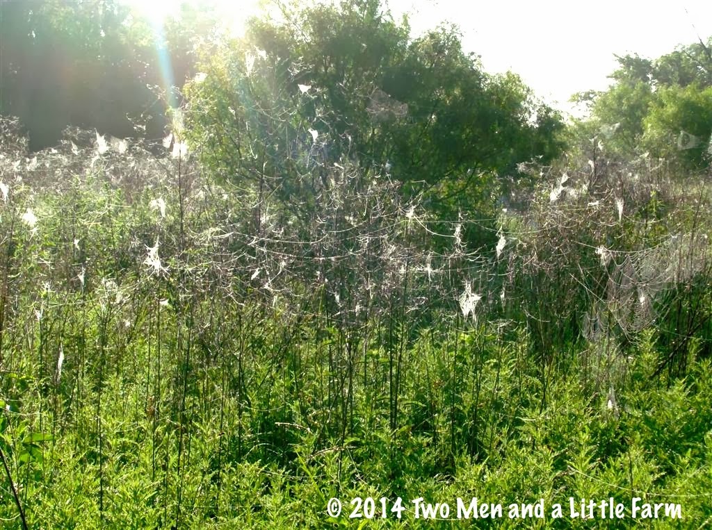 Two Men and a Little Farm: PRETTY SPIDER WEBS
