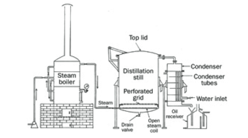 Heads Hearts and Tails: Classic Techniques vs Advanced Technology ...