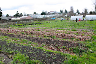 Washington Food Coalition News: Meet Our Members: Marra Farm's Giving ...