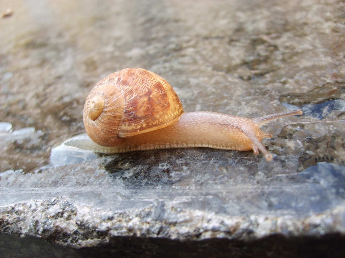 Caracoles tras un día de lluvia, Plaza de Manises de Valencia, abril ...