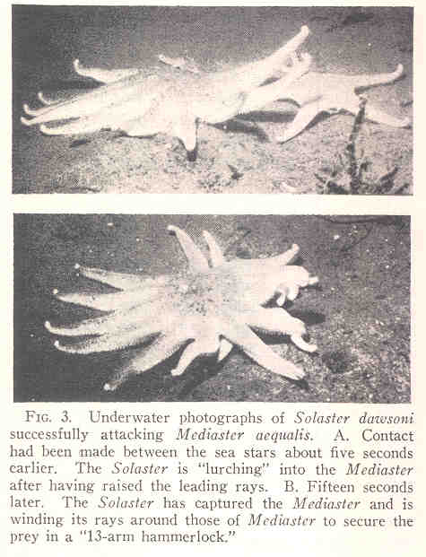 The Echinoblog: What Eats Starfish? (aka What do starfish fear?)-The ...