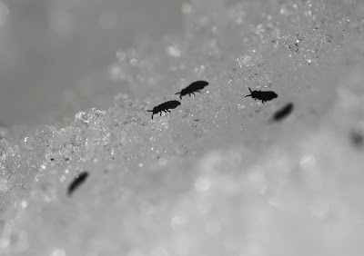 Ohio Birds and Biodiversity: Snow Fleas (you read that correctly)