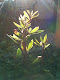 Plant Nerd School for Plant Nerds: Victorian Christmas Bush, Mint-bush ...