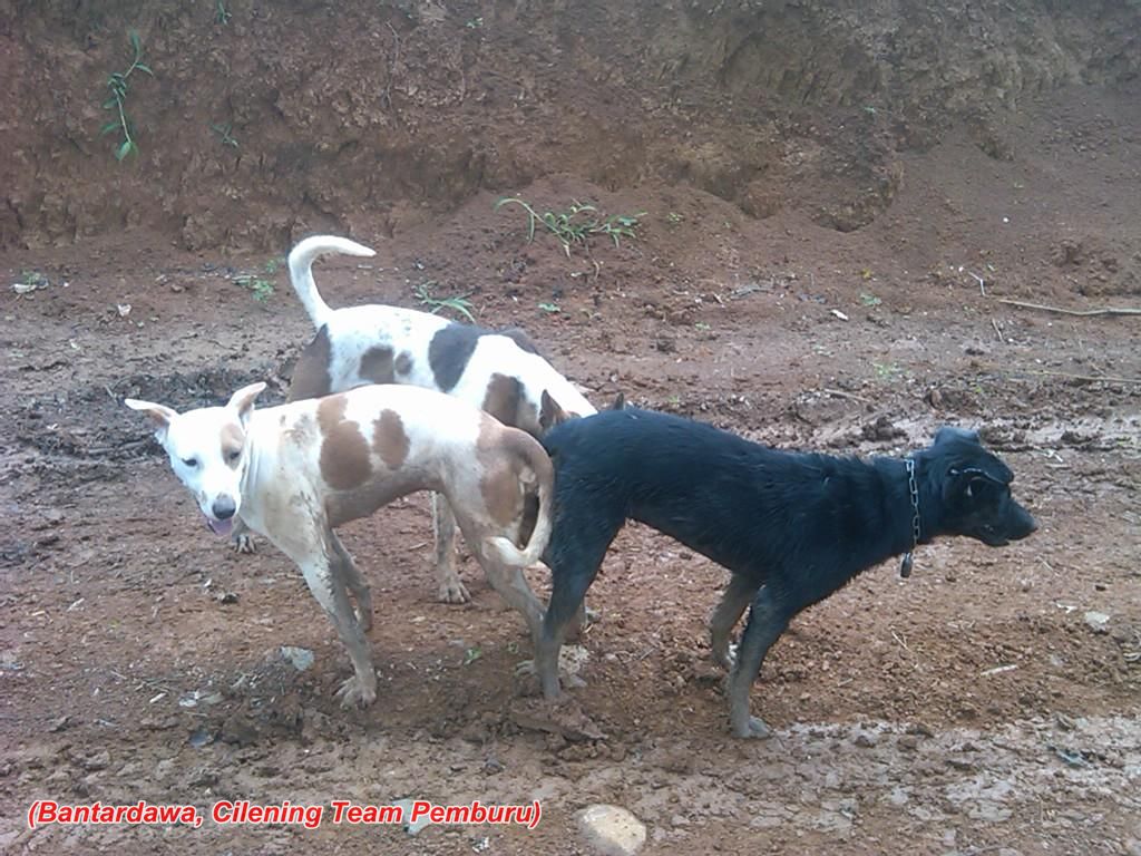 Anjing gancet (Musim Kawin) | Bantardawa