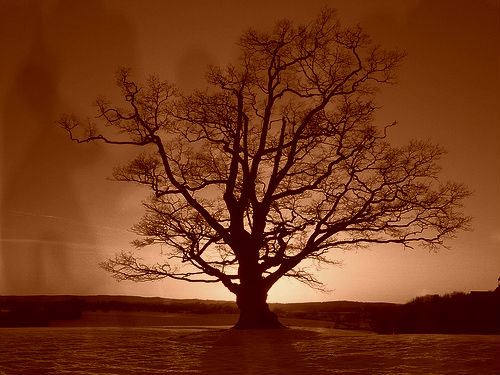 Imagen de arbol sin hojas - Imagui