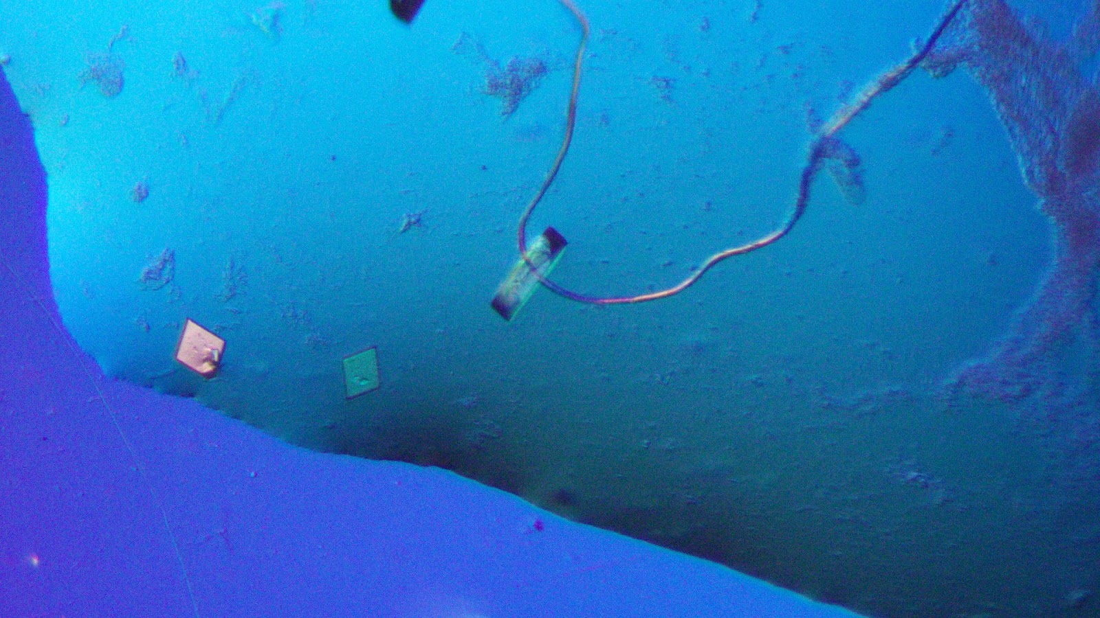 Factor Xa directed Anticlotting serpin like protein (Antithrombin) : MIDAS screen for FXAC MBP ...