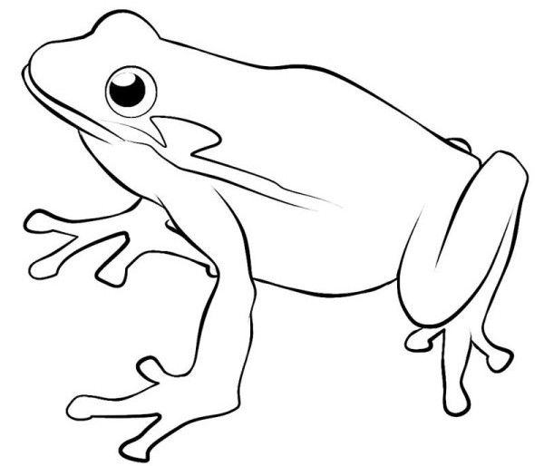 58+ Gambar Sketsa Hewan Katak, Koleksi Cemerlang!