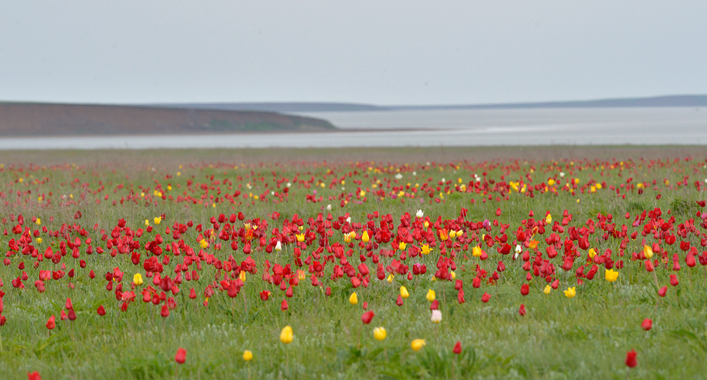 Igor Shpilenok: Spring colors of steppe!