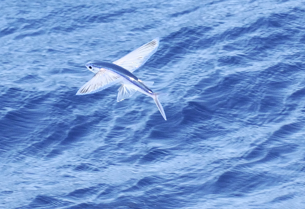 ΧΕΛΙΔΟΝΟΨΑΡΟ (FLYING FISH) photos - wallpapers | the fun bank