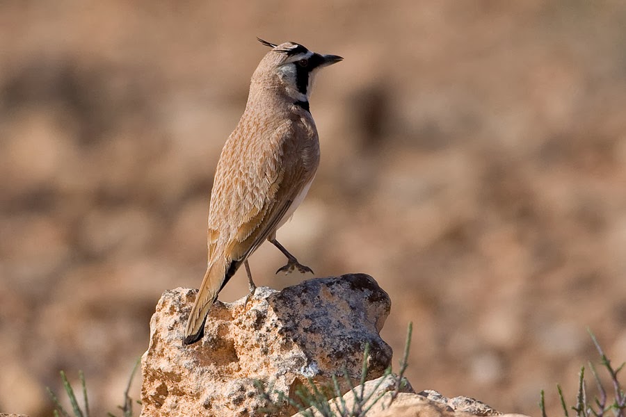 Bird Guide: Morocco Birding Species List