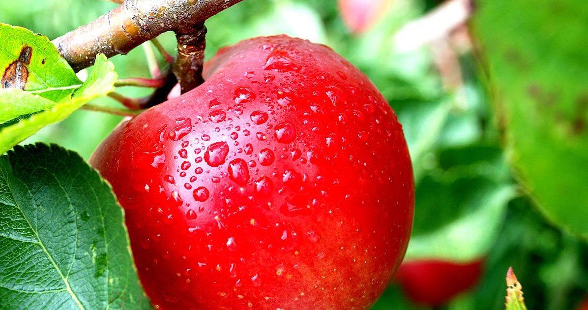 16+ Gambar Buah Apel Busuk