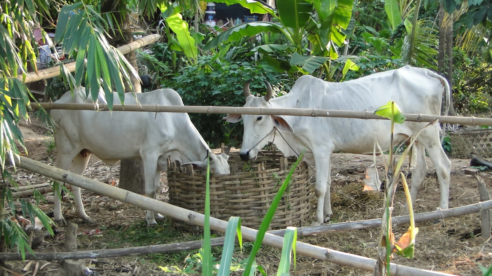 AFRICANTAL: Le Cambodge - Les rives du Mékong dans le Kompong Cham ...