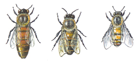 Alessandro Sacchetti - Wildlife Painter: Ape regina, fuco e operaia