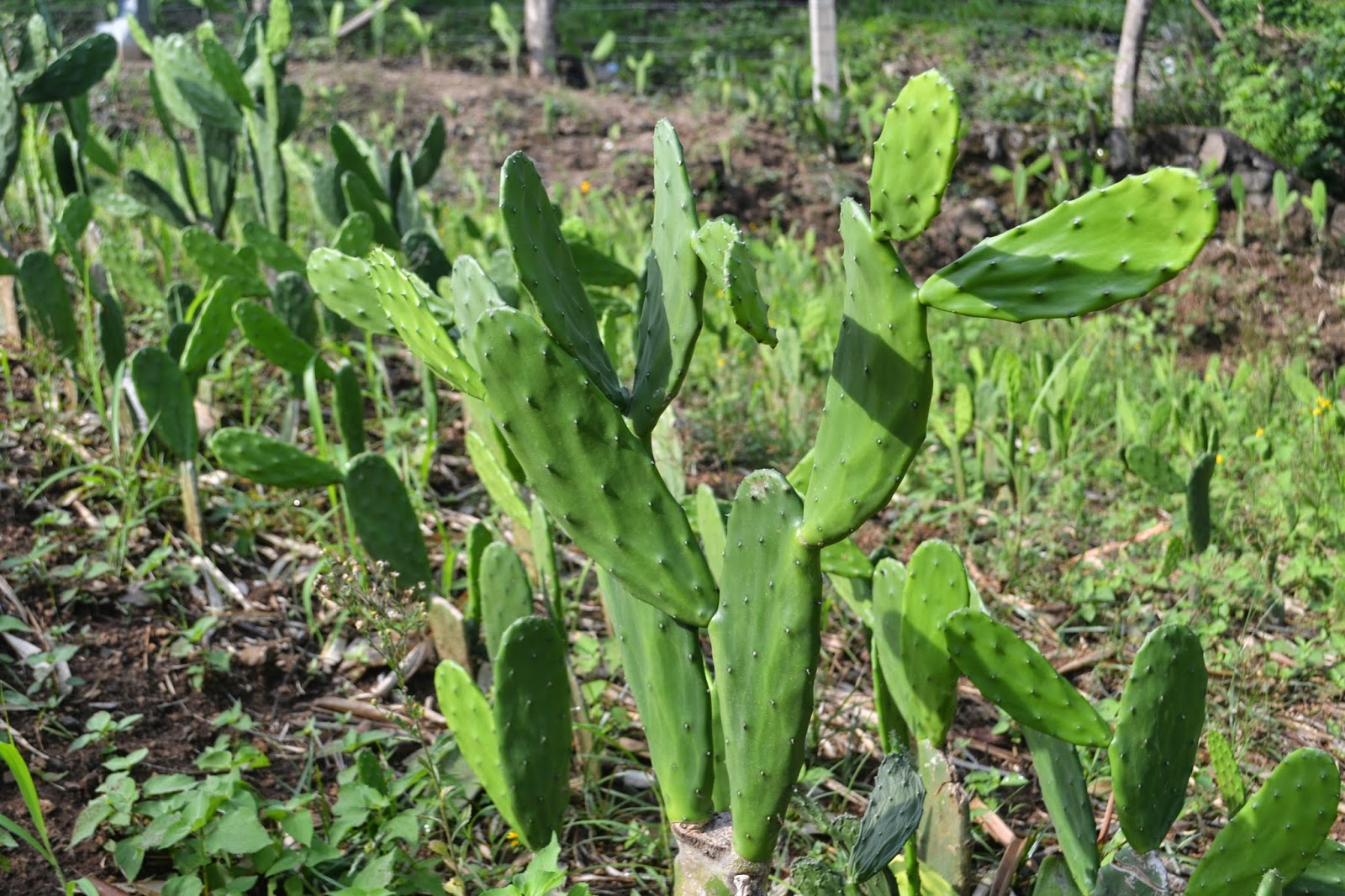 Cultivo de Nopal en El salvador: May 2015