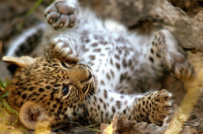 Leopard Cubs Playing