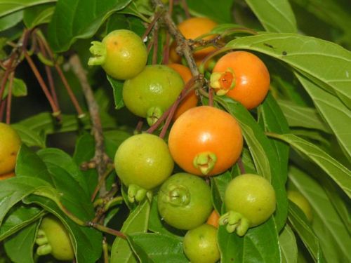 Gabiroba, a fruta do mato