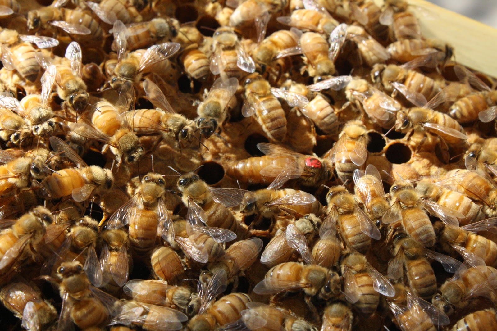 Little Wife On the Prairie: How many bees does it take to change a ...