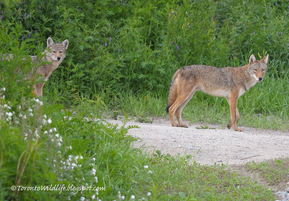 Toronto Wildlife