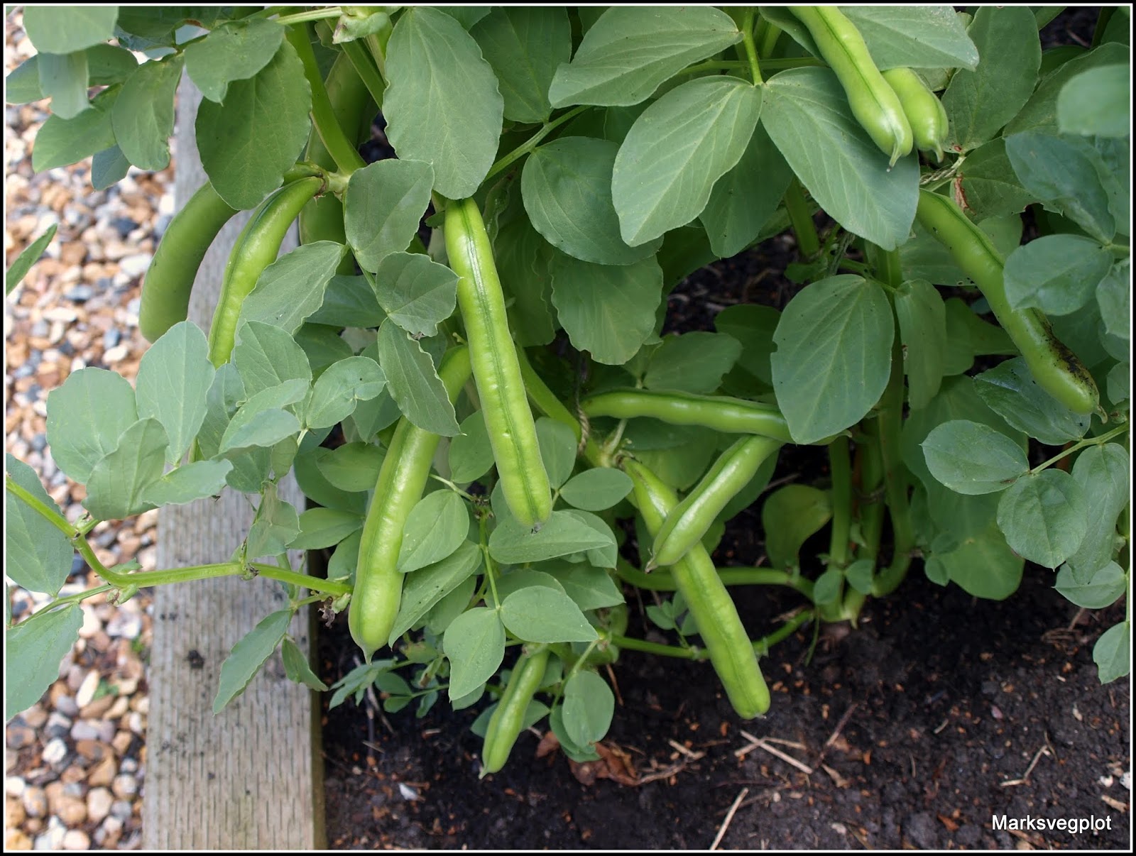 Mark's Veg Plot: Burgeoning