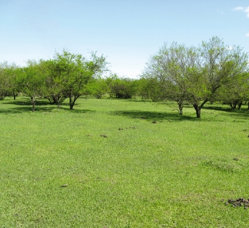 BIOMAS DEL MUNDO: LA PRADERA.
