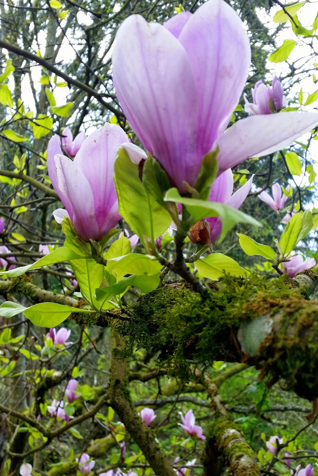 Magnolia Trees