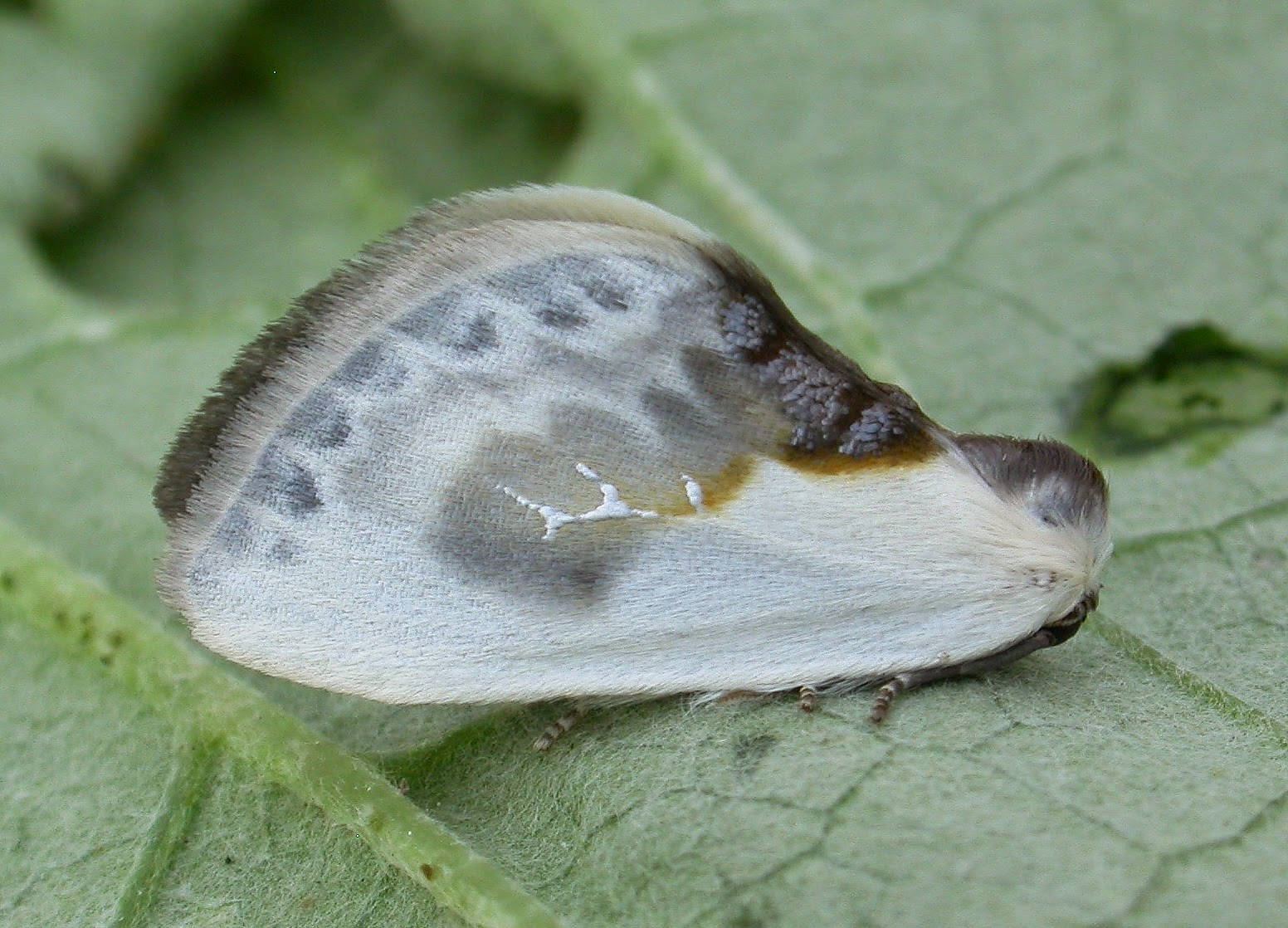 Garden Moths, 1999 to 2022