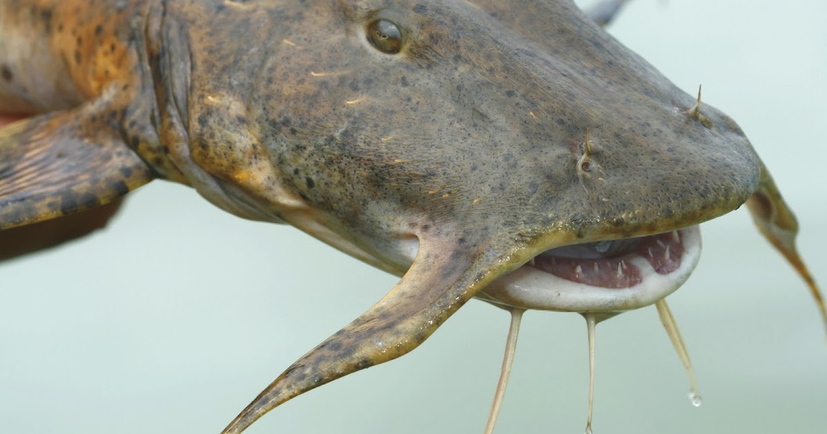 Giant Devil Catfish - The Goonch Catfish: About The Giant Devil Catfish