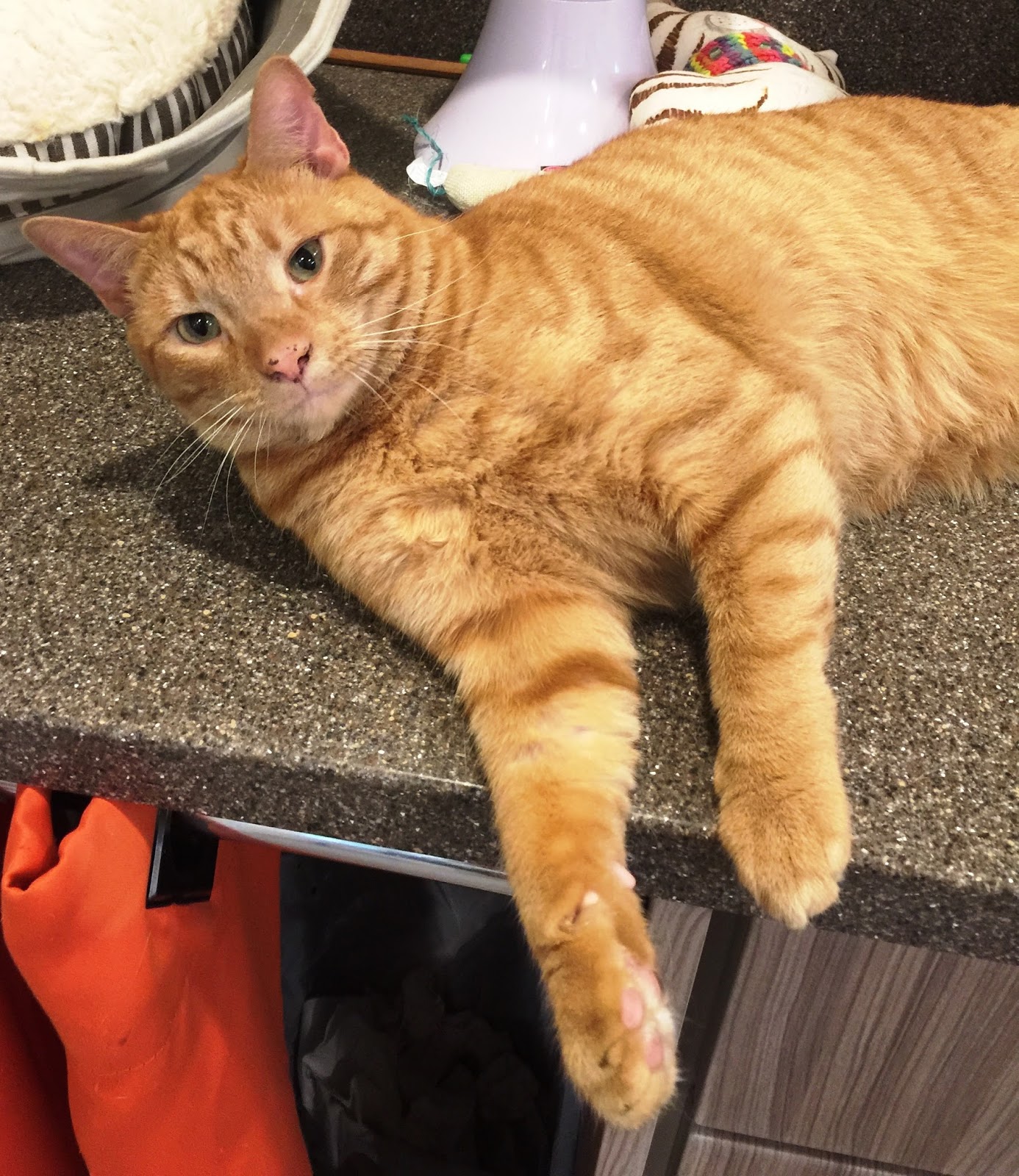 Progressive Charlestown: Kitty of the week