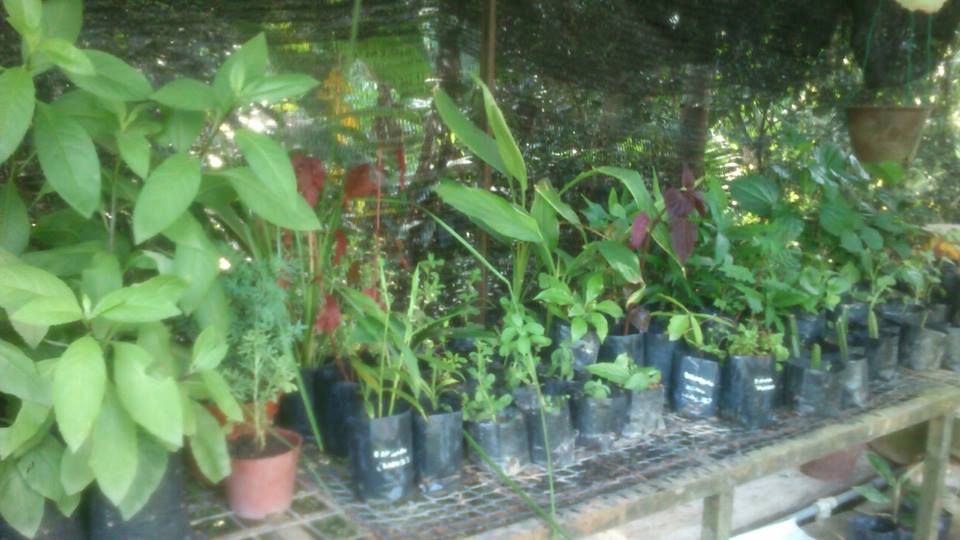 Tanaman Herba: Gambar Pokok Herba