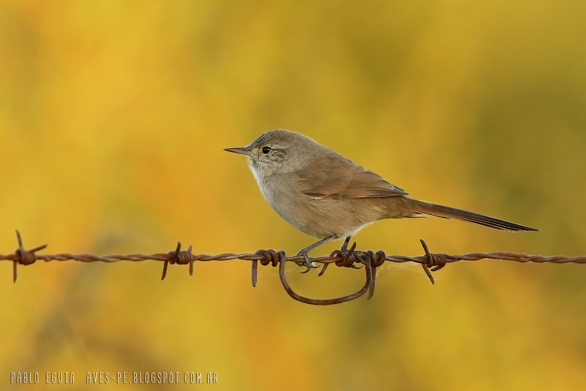 mis fotos de aves: Asthenes pyrrholeuca Canastero Coludo Sharp-billed ...